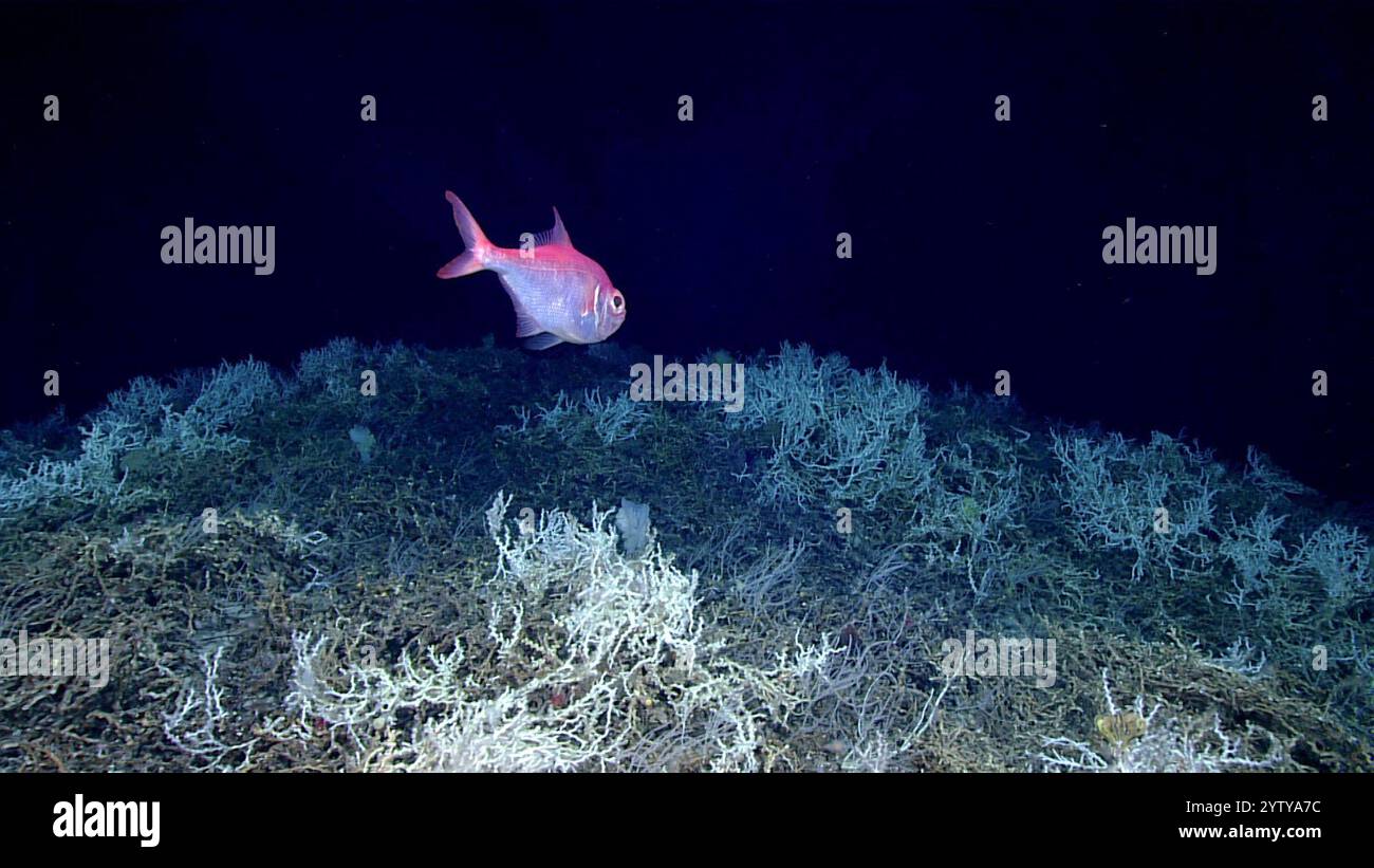 FILE - In this image provided by NOAA Ocean Exploration, an alfonsino ...