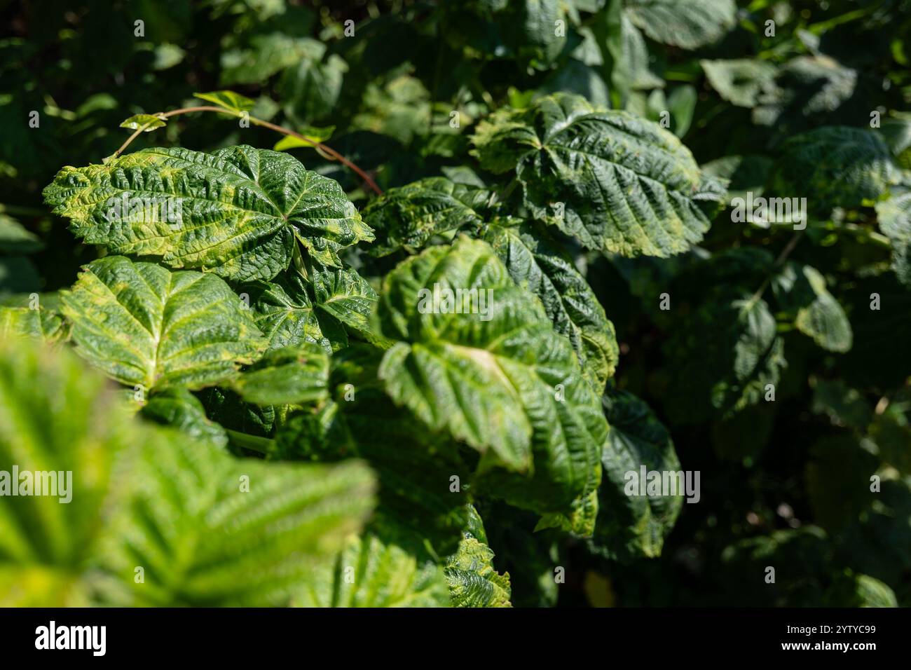 Raspberry (rubus idaeus) plant leaves with blight disease in sunny day ...