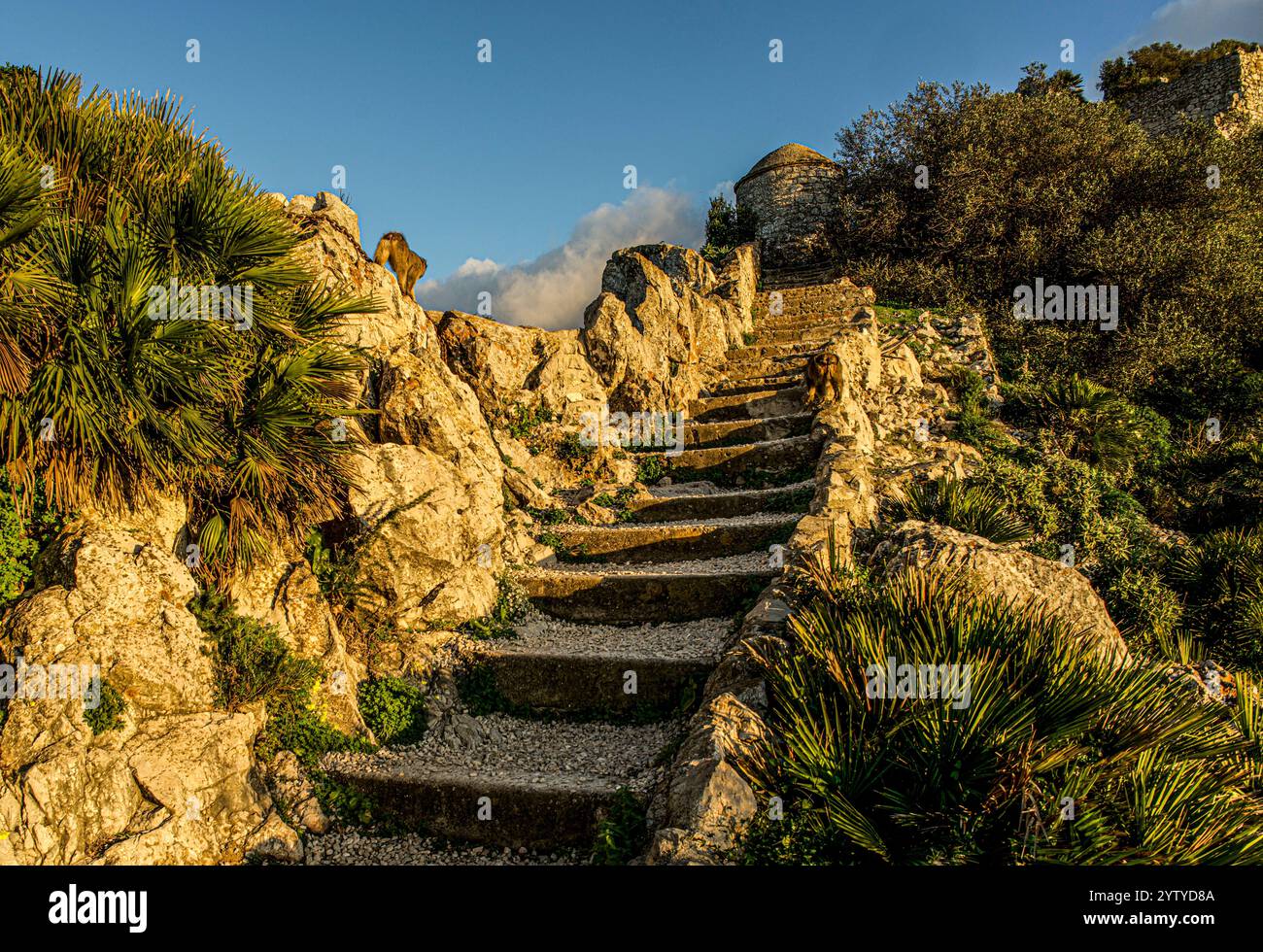 Upper Rock Nature Reserve in Gibraltar im Abendlicht, mit Berberaffen ...