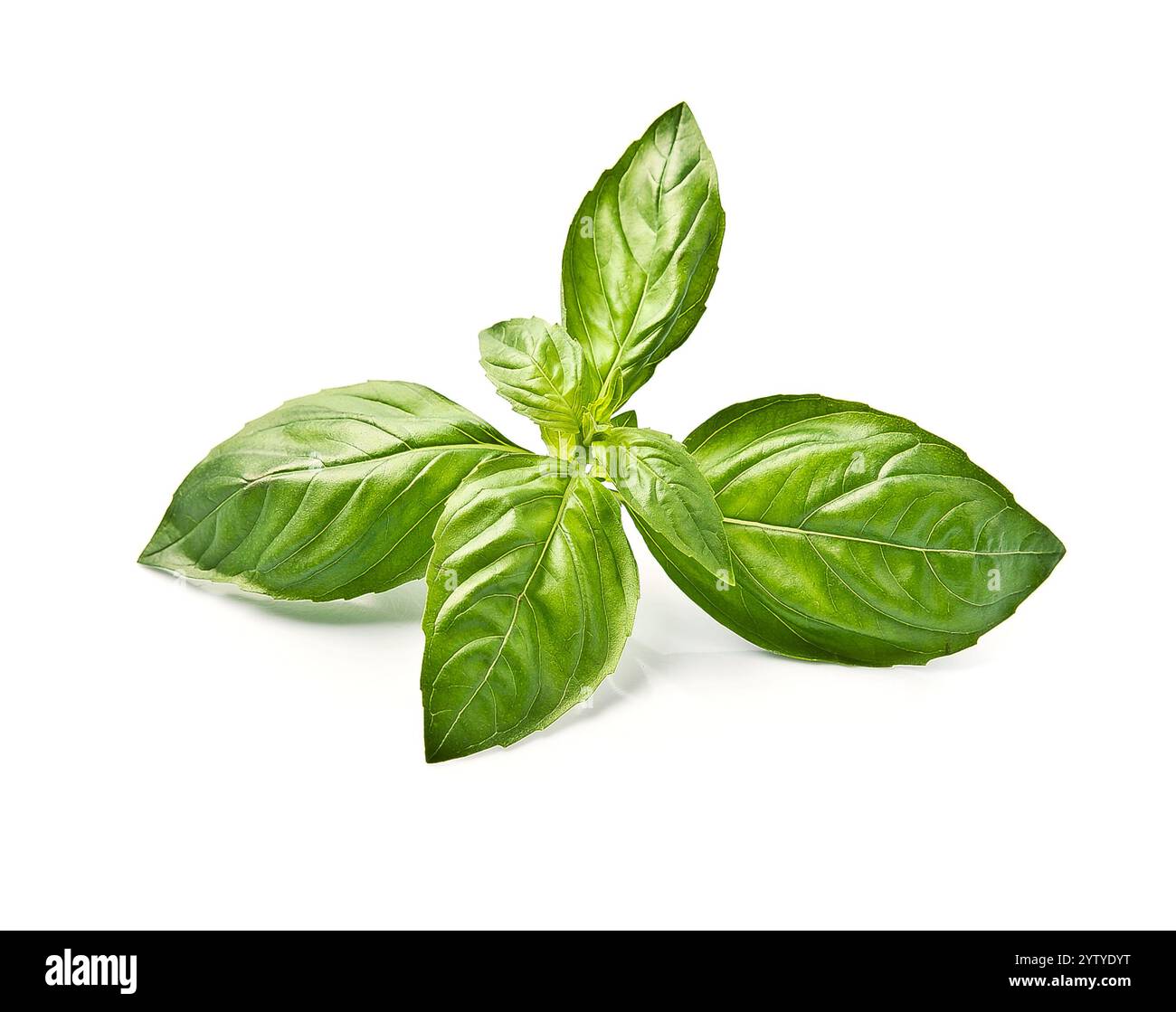 Basil leaves closeup. Healthy food ingredient. Fragrant herbs Stock ...