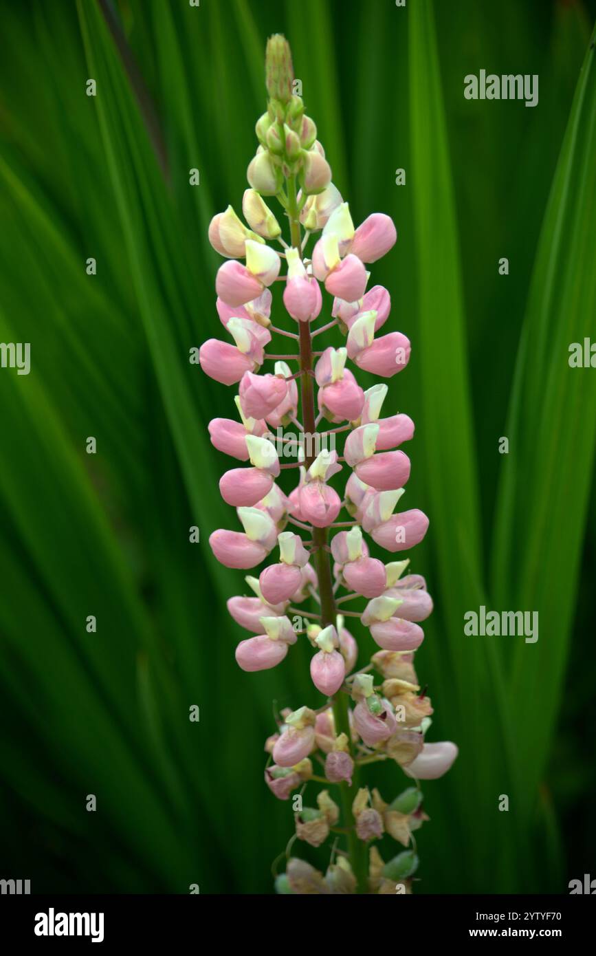 Lupin flower, single stem Stock Photo - Alamy