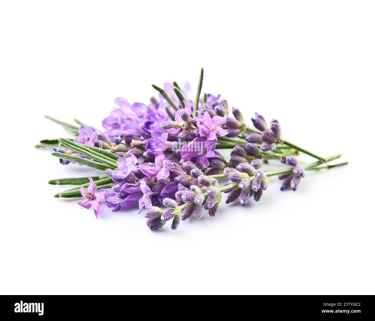 Healthy lavender plant hi-res stock photography and images - Alamy