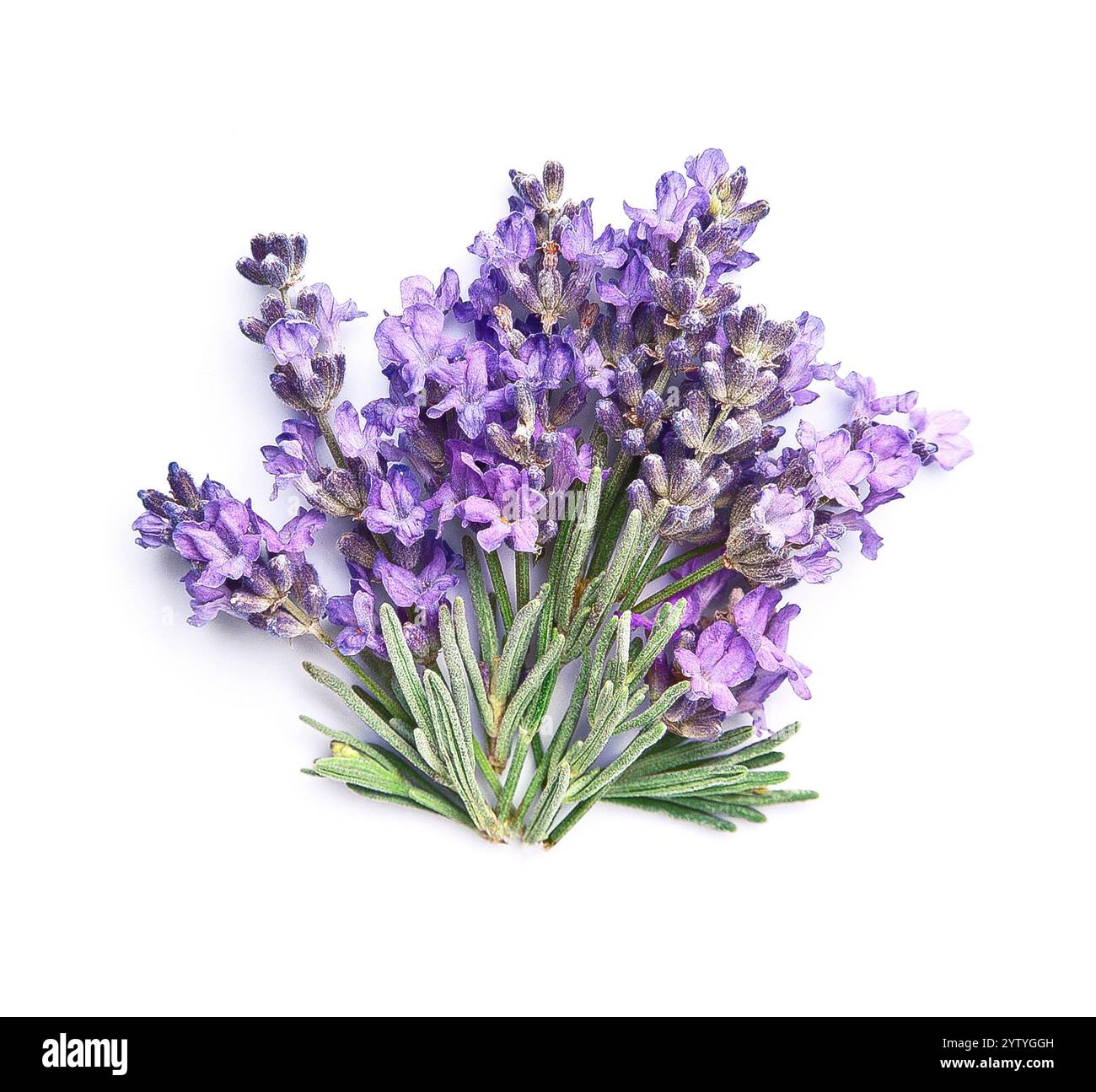 Fragrant lavender herbal on white backgrounds. Healthy herbs ingredient ...