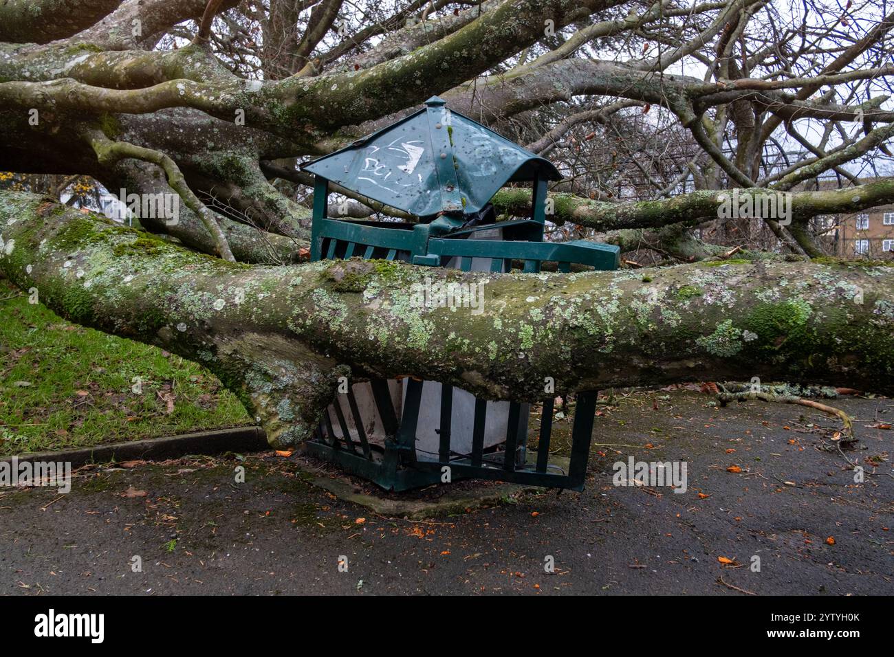 Storm fallen tree in park hi-res stock photography and images - Alamy