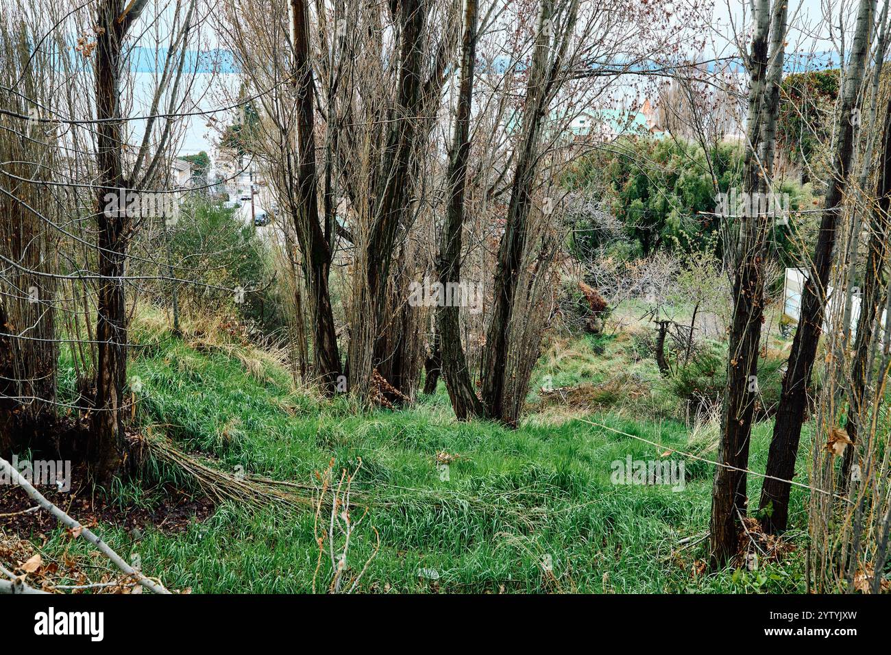 Abandoned land with tall grass, shrubs and trees on a steep slope Stock ...