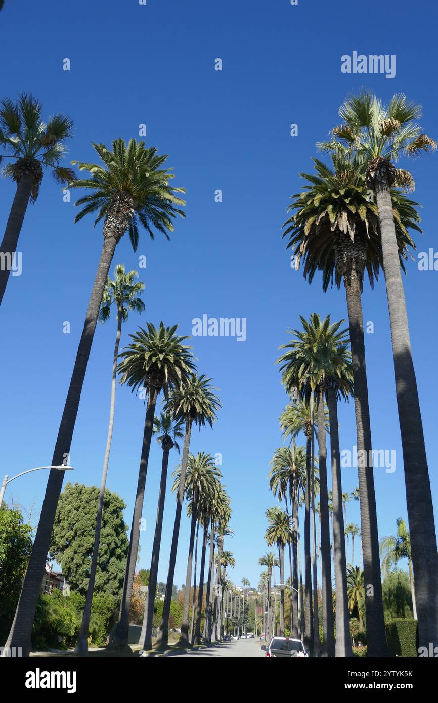Beverly Hills, California, USA 7th December 2024 Palm Trees on Arden ...