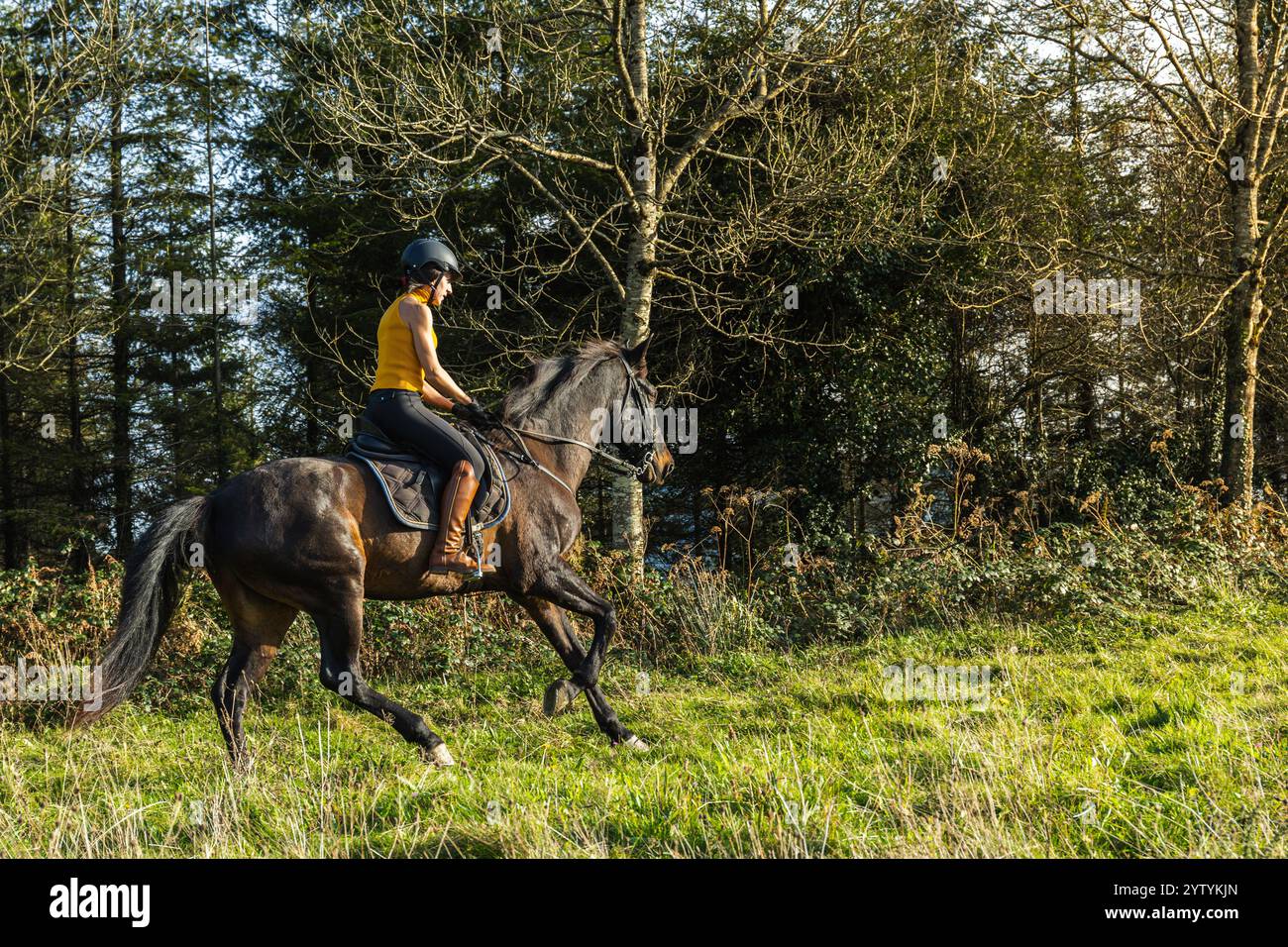 A woman in riding gear and helmet gallops on a black horse through a grassy field bordered by ...