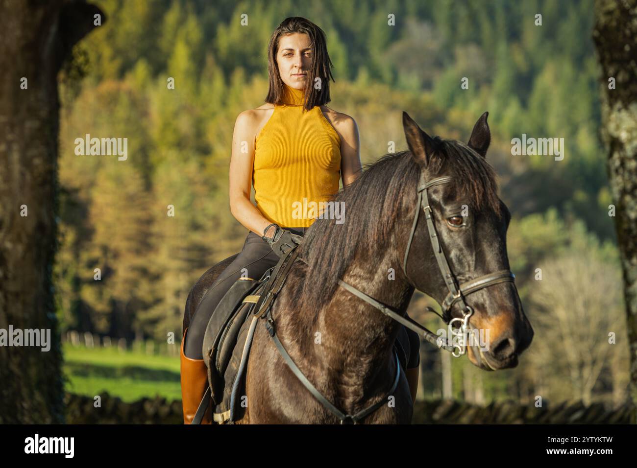 Horseridinggear horse hi-res stock photography and images - Alamy