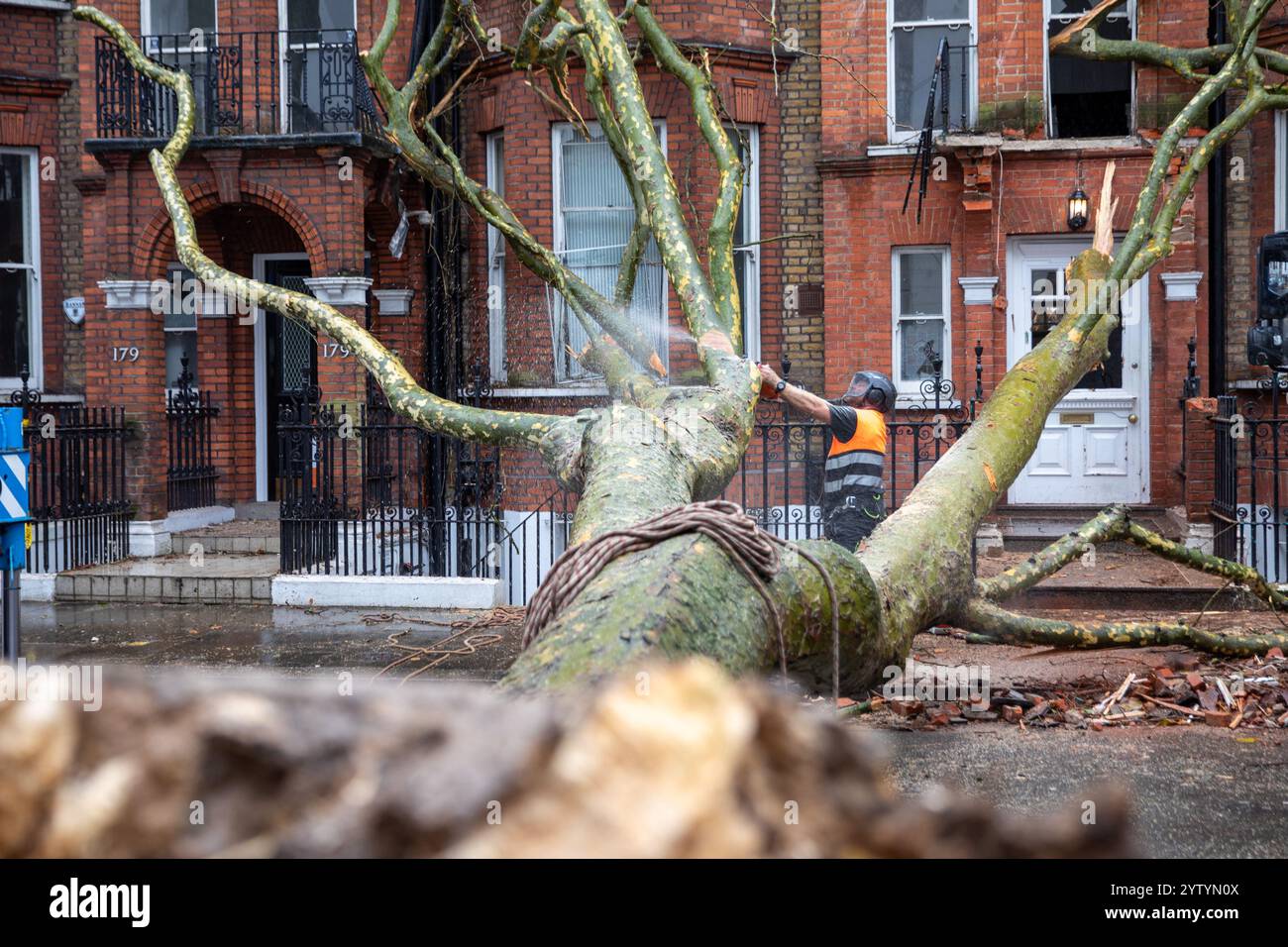 London, UK. 08th Dec, 2024. A tree surgeons cut up a fallen tree with a ...