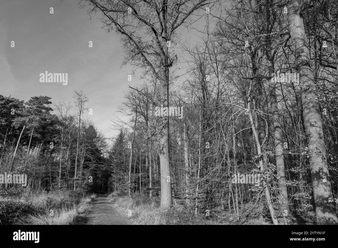 Autum tree leaves Black and White Stock Photos & Images - Alamy