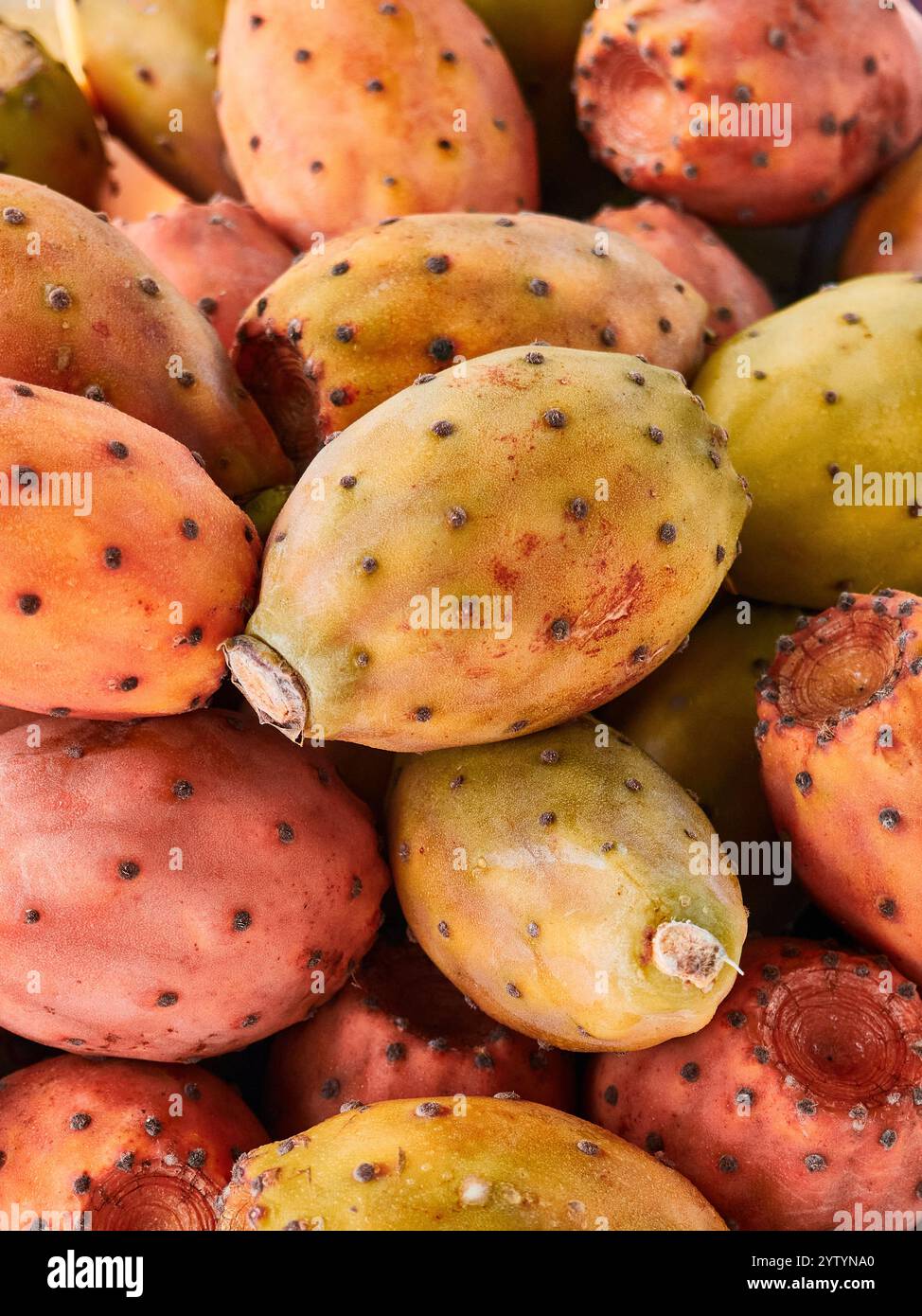 Prickly pear opuntia ripe hi-res stock photography and images - Alamy