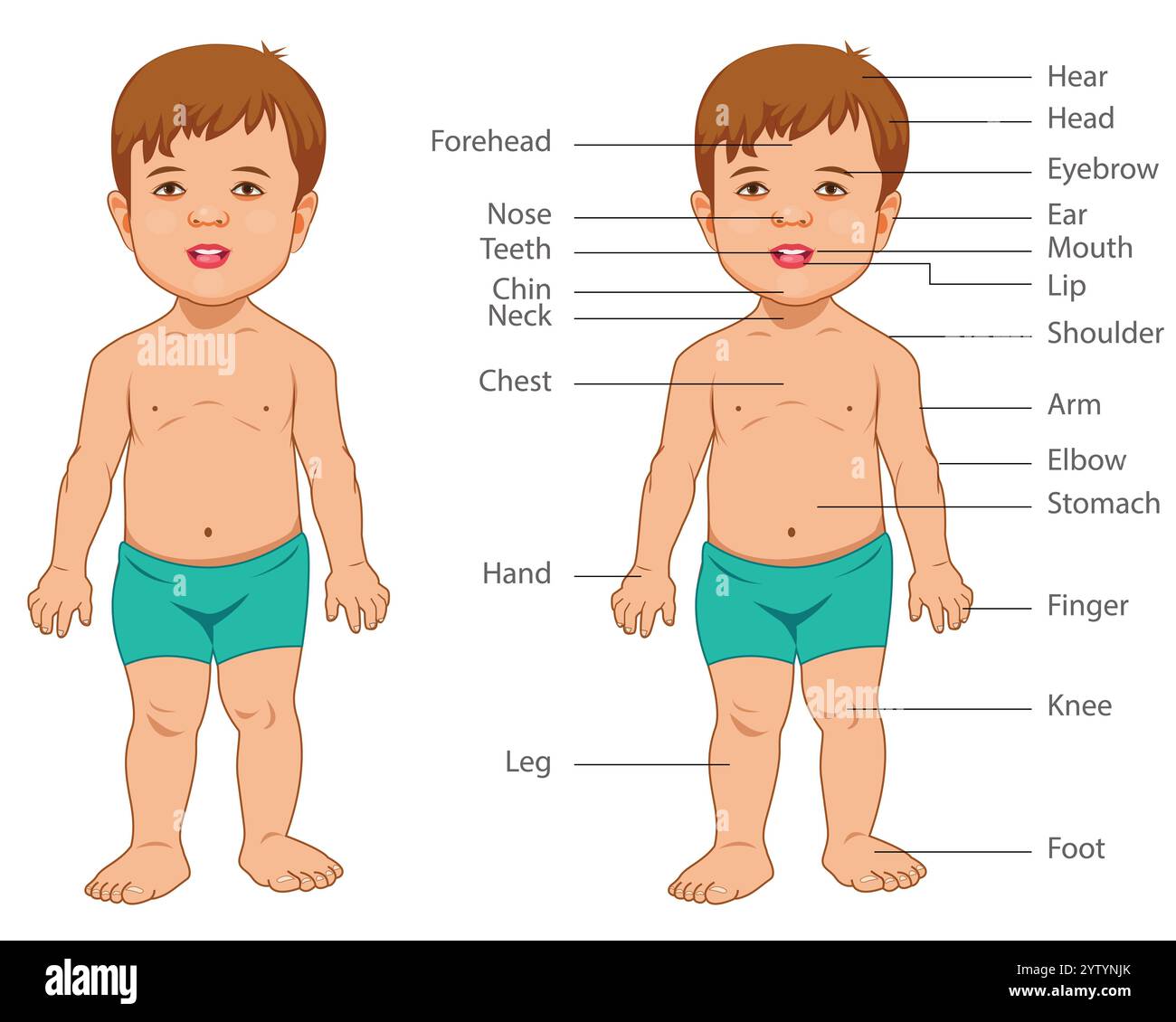 KID Body Parts, happy cute kid boy body part anatomy Stock Vector Image ...
