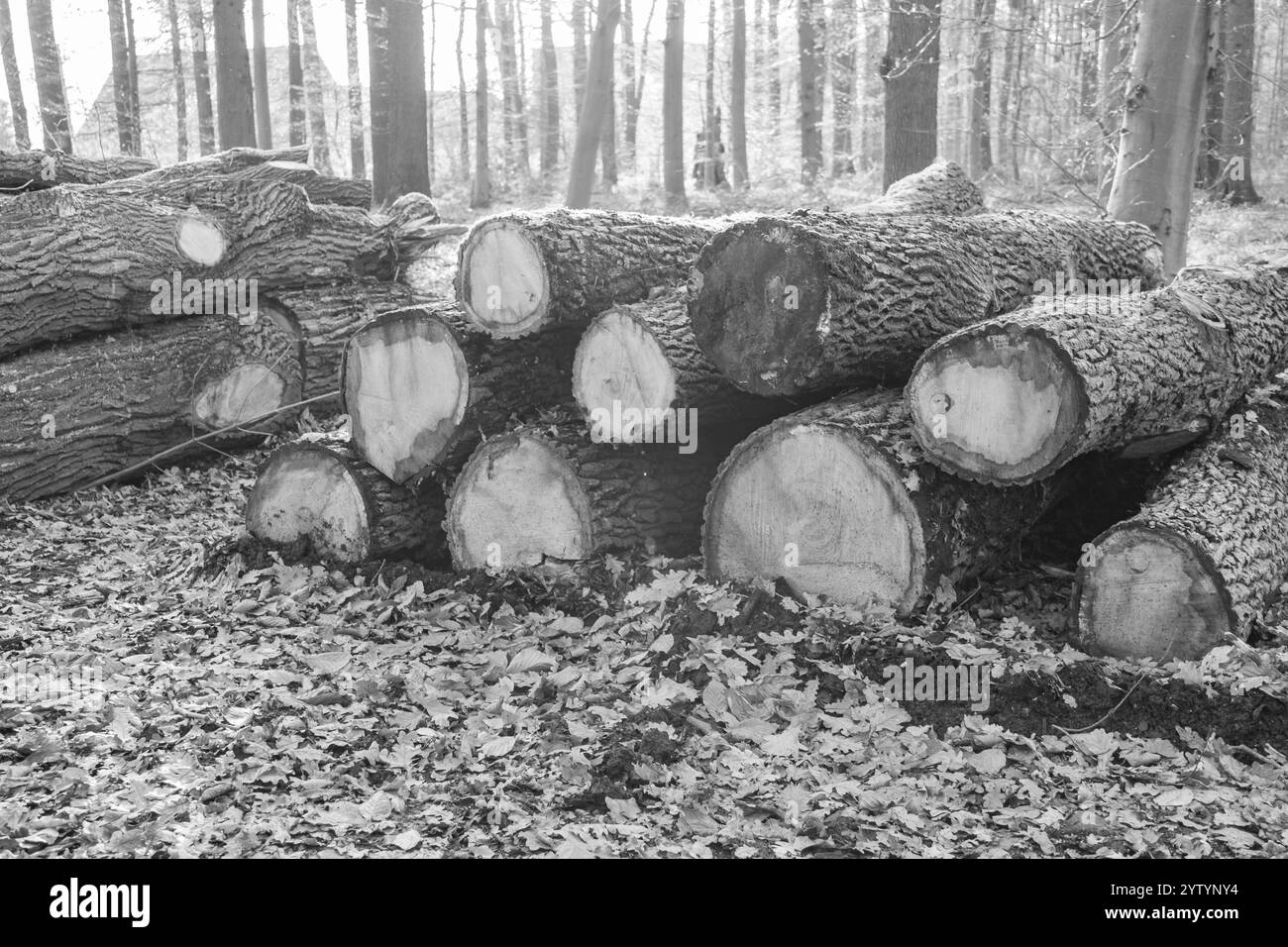 Autum forest Black and White Stock Photos & Images - Alamy