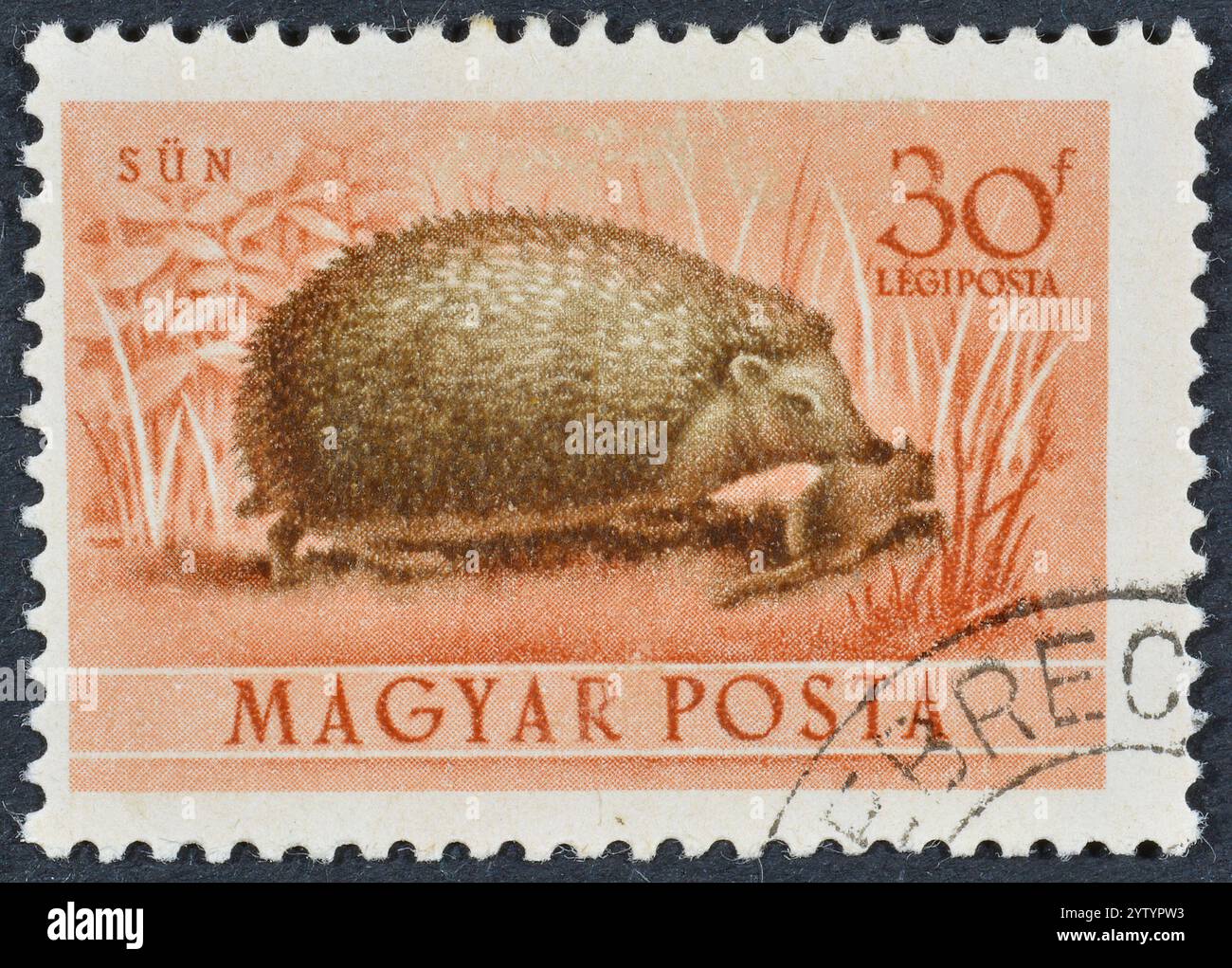 Cancelled postage stamp printed by Hungary, that shows Northern White ...