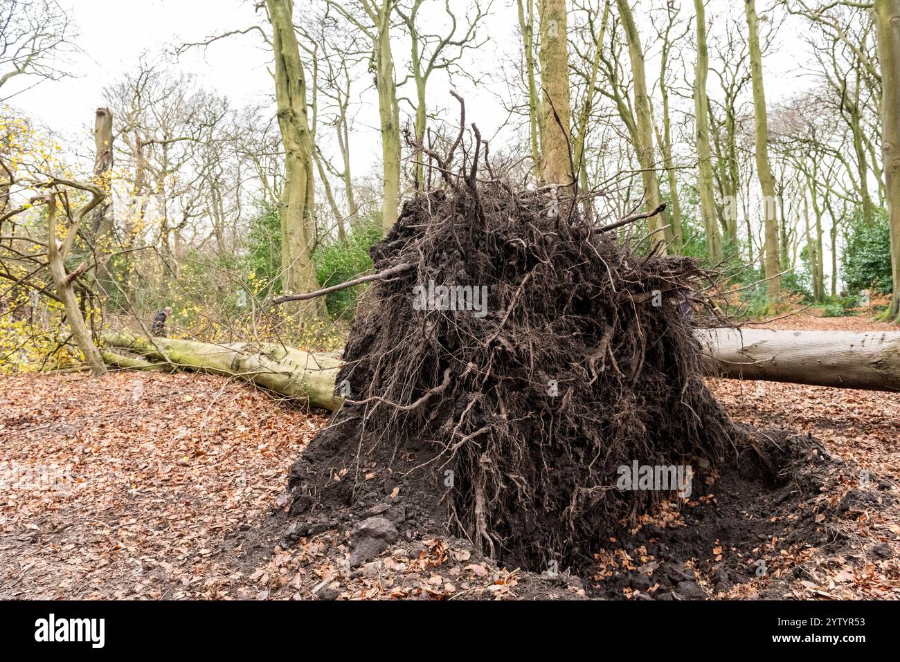 Liverpool, Merseyside, Woolton Woods, 8th December 2024. The aftermath ...