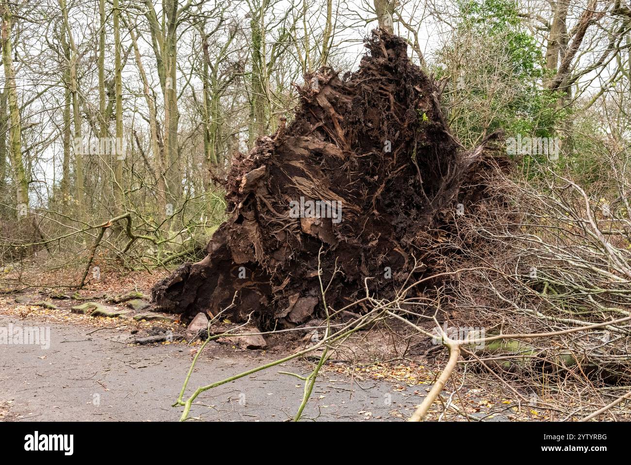Liverpool, Merseyside, Woolton Woods, 8th December 2024. The aftermath ...