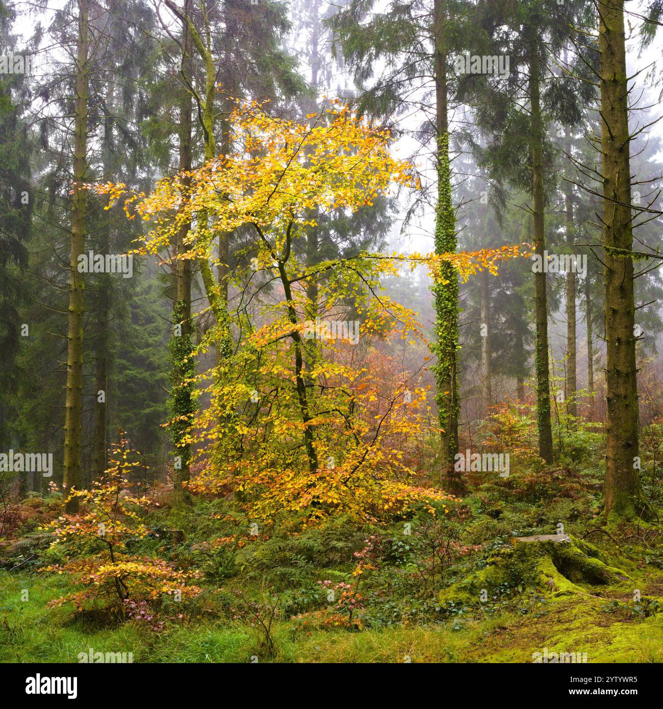 Bright orange leaved autumn tree . Leaning in forest of straight pines ...