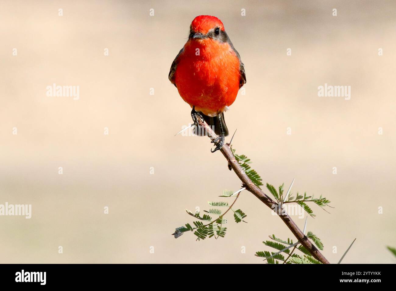 Vermilion Flycatcher on a tree branch Stock Photo - Alamy