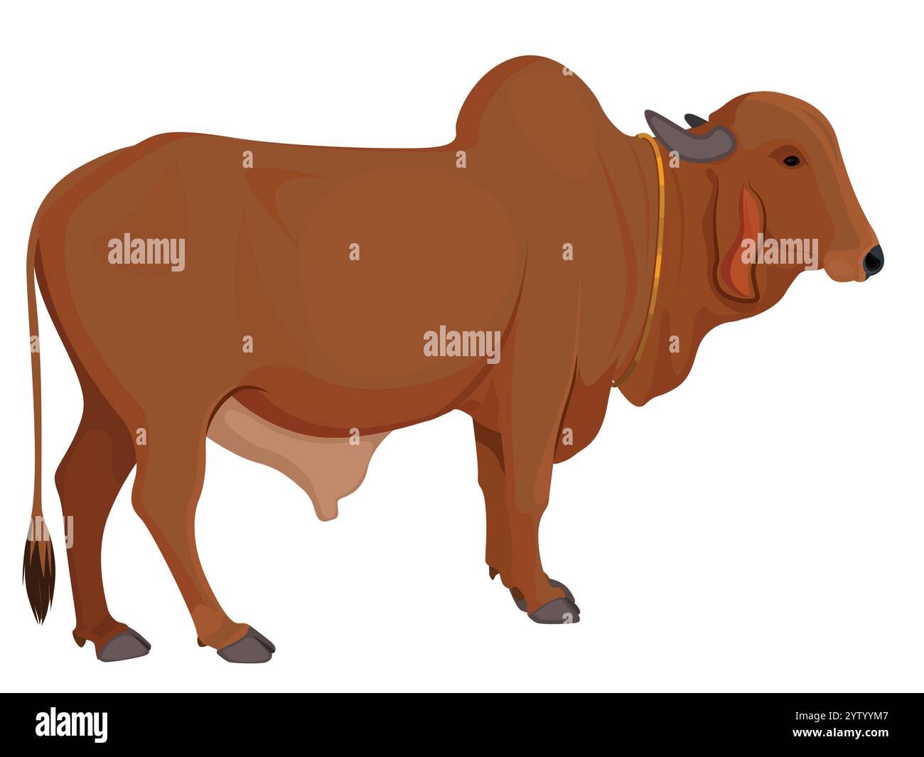 Zebu bull. Brahman cattle. Vector illustration Stock Vector Image & Art ...
