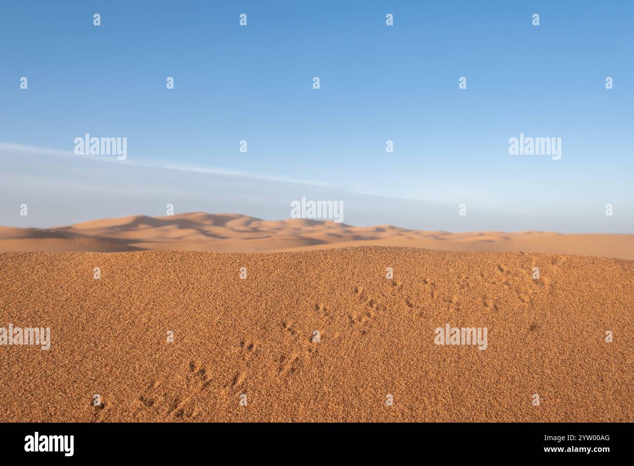 The footprints of a small desert beetle mark the path to the edge of a dune under a blue sky ...
