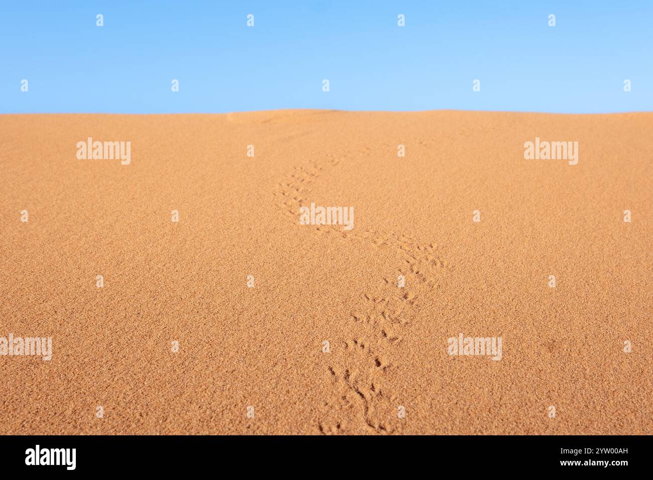 The footprints of a small desert beetle mark the path to the edge of a ...