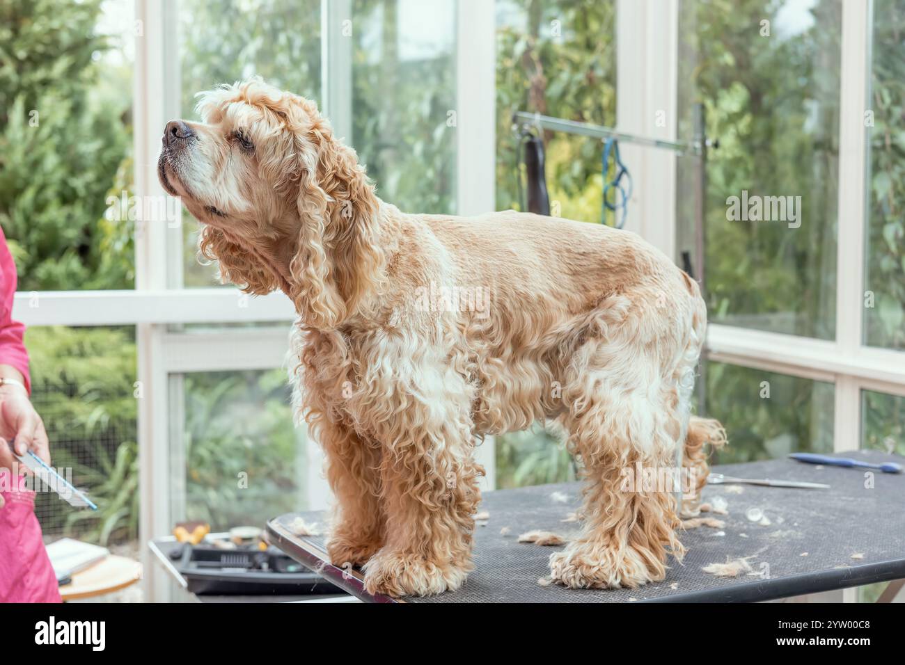 American Cocker Spaniel is posing on a grooming table. Horizontally ...