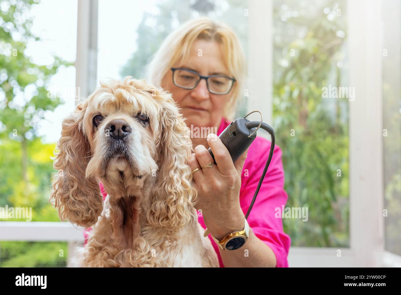 Front view of American Cocker Spaniel groomed by professional dog ...