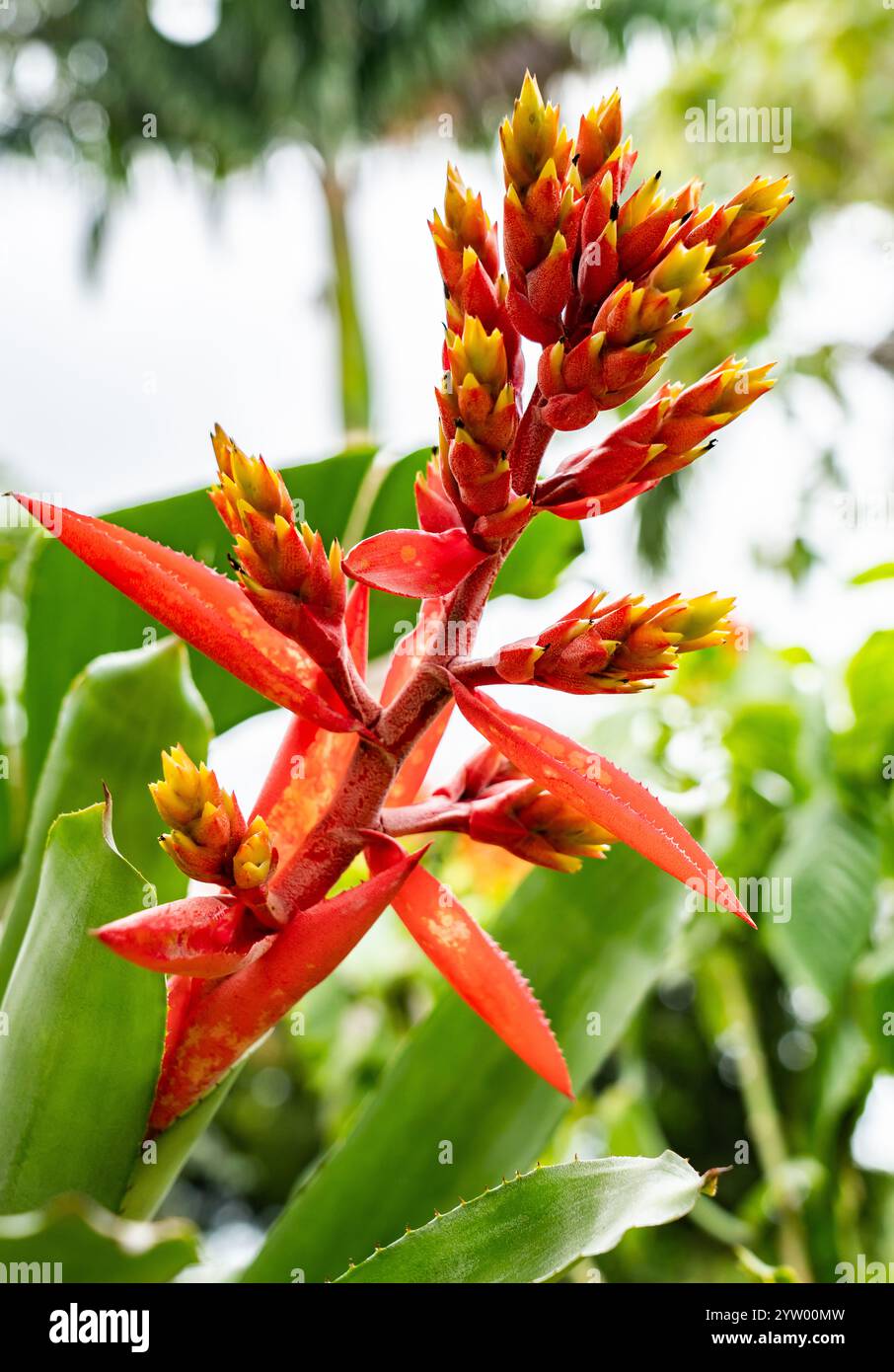 Miami Beach Botanical Garden in Miami, Florida: Gorgeous Tropical ...