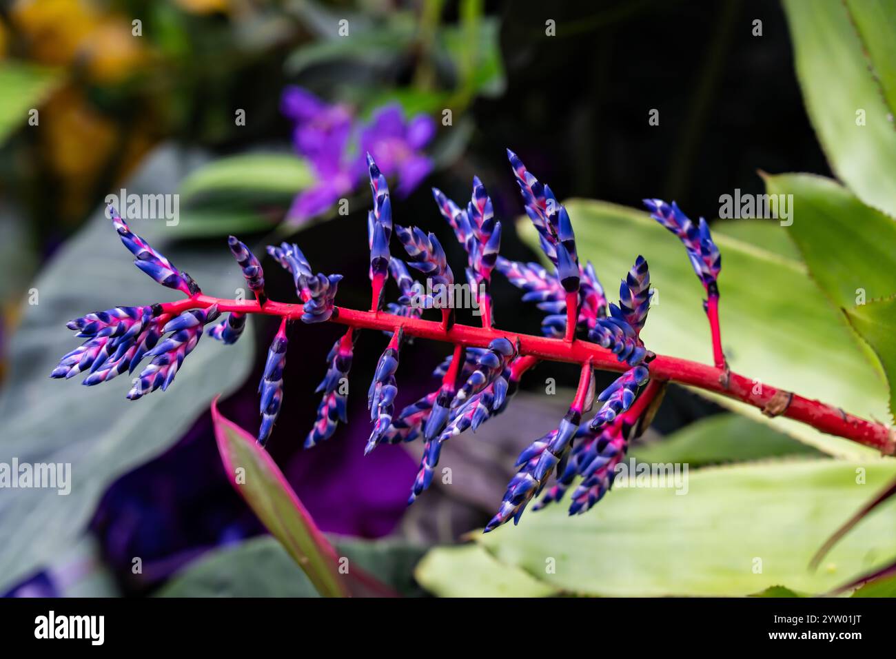 Miami Beach Botanical Garden in Miami, Florida: Gorgeous Tropical ...