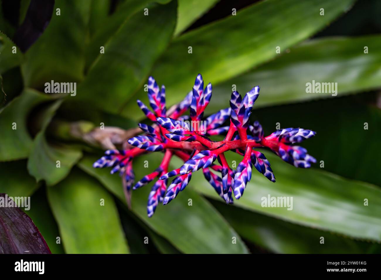 Miami Beach Botanical Garden in Miami, Florida: Gorgeous Tropical ...