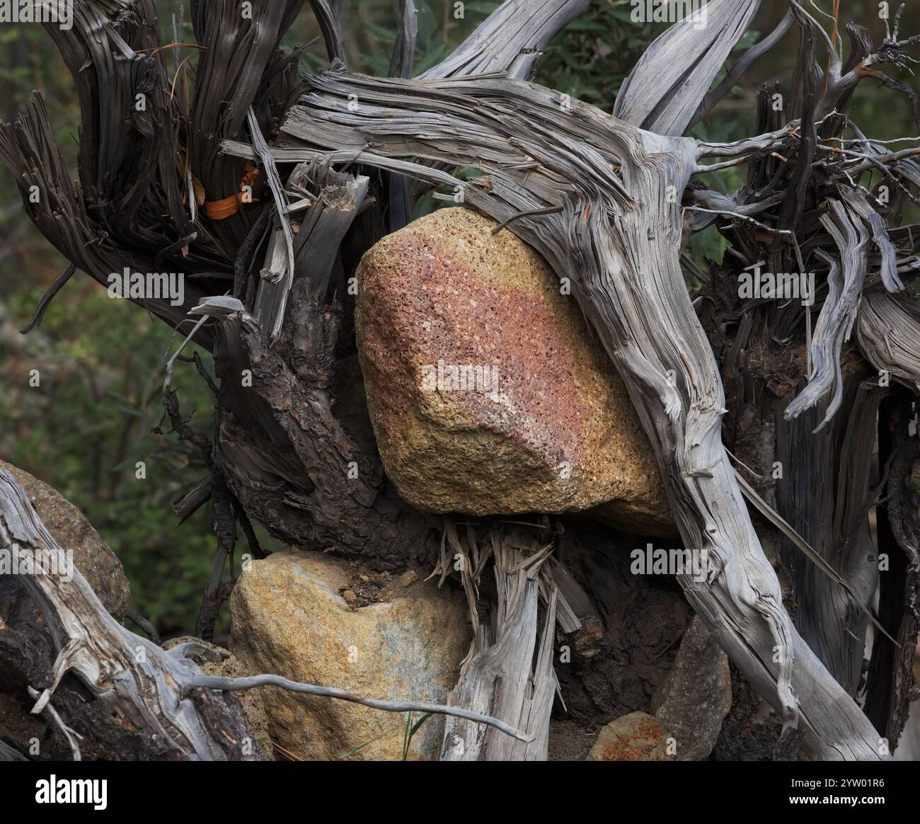 Intriguing, expressive contrast seen in intertwining of rock and ...