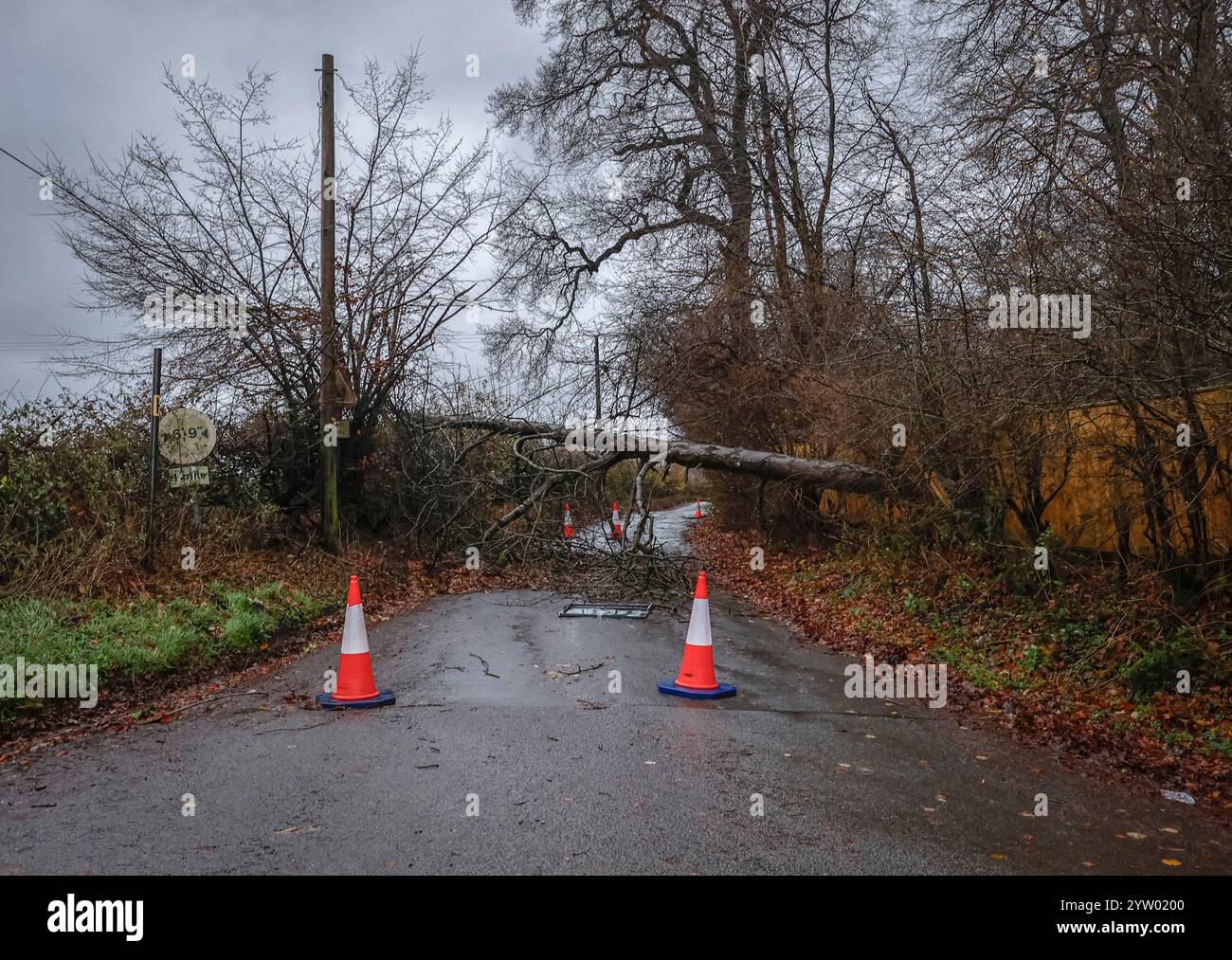 A Tree fallen across Sarratt Lane in Damage caused during Storm Darragh ...