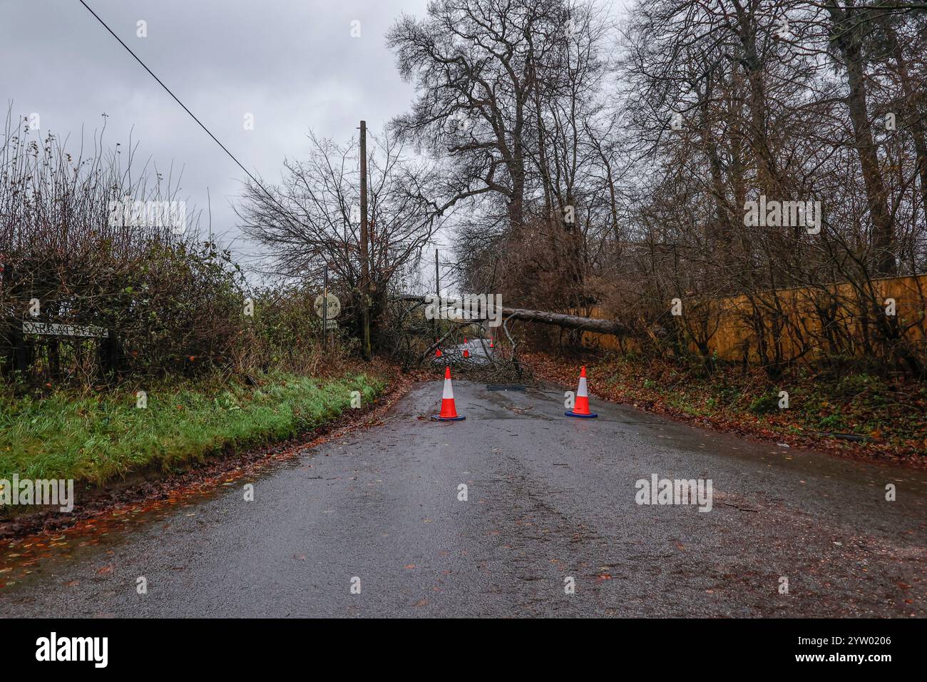 A Tree fallen across Sarratt Lane in Damage caused during Storm Darragh ...