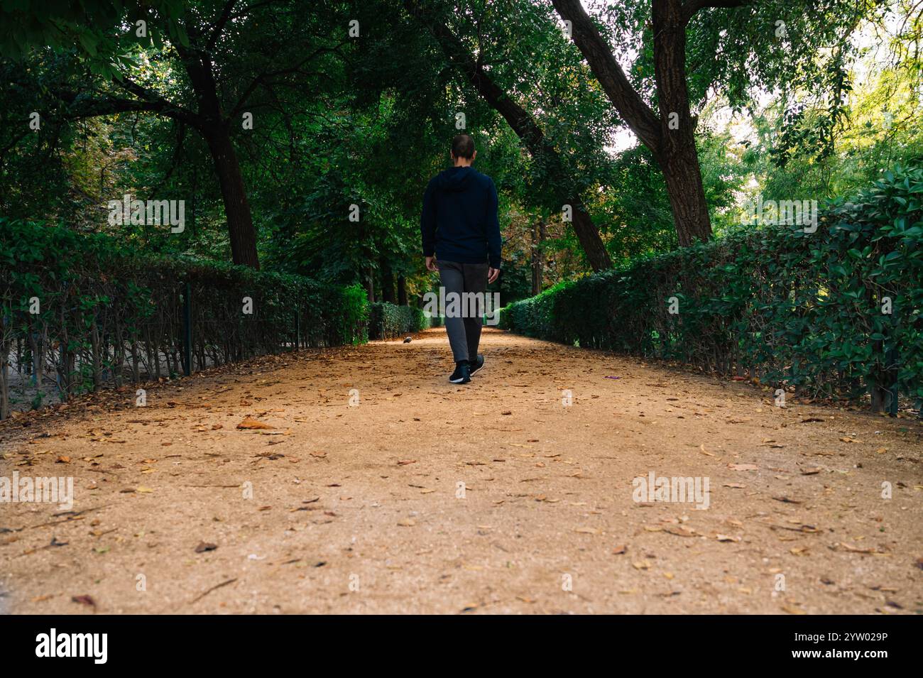A man walks down a path in a park. The path is lined with trees and ...