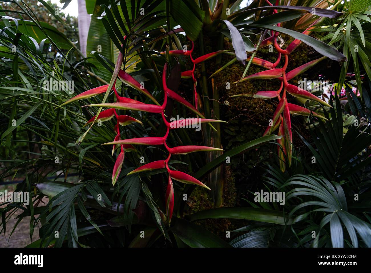 Miami Beach Botanical Garden in Miami, Florida: Gorgeous Tropical ...