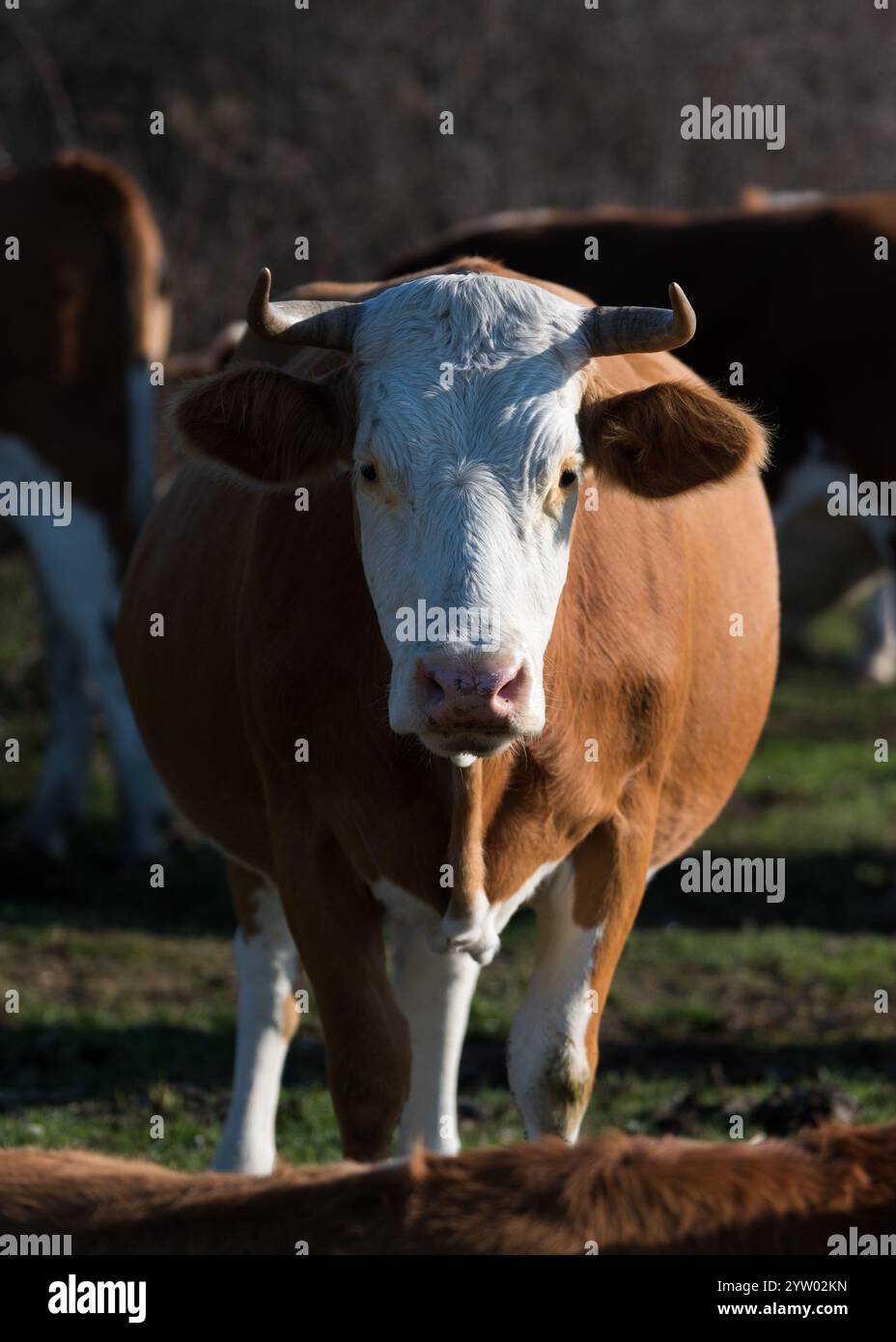 Front view of mature cow standing in pasture with confused look making ...