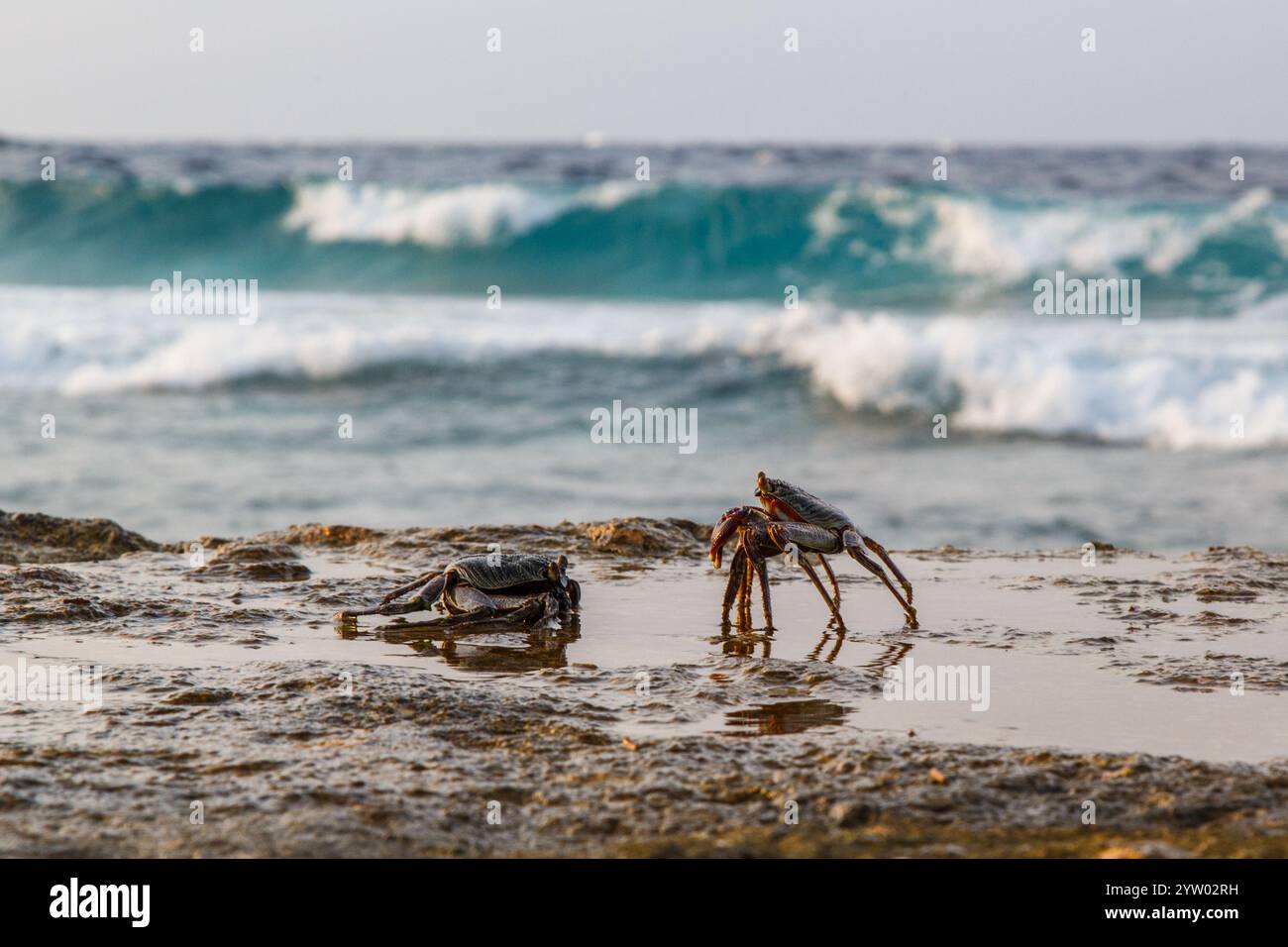 Pictures of sand crab hi-res stock photography and images - Alamy