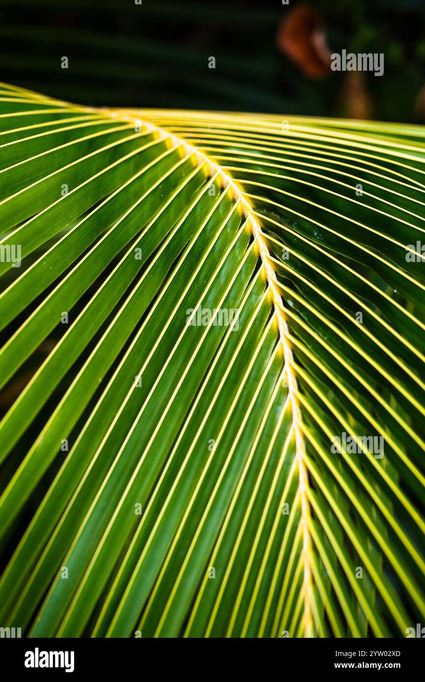 leaf of palm tree Stock Photo - Alamy