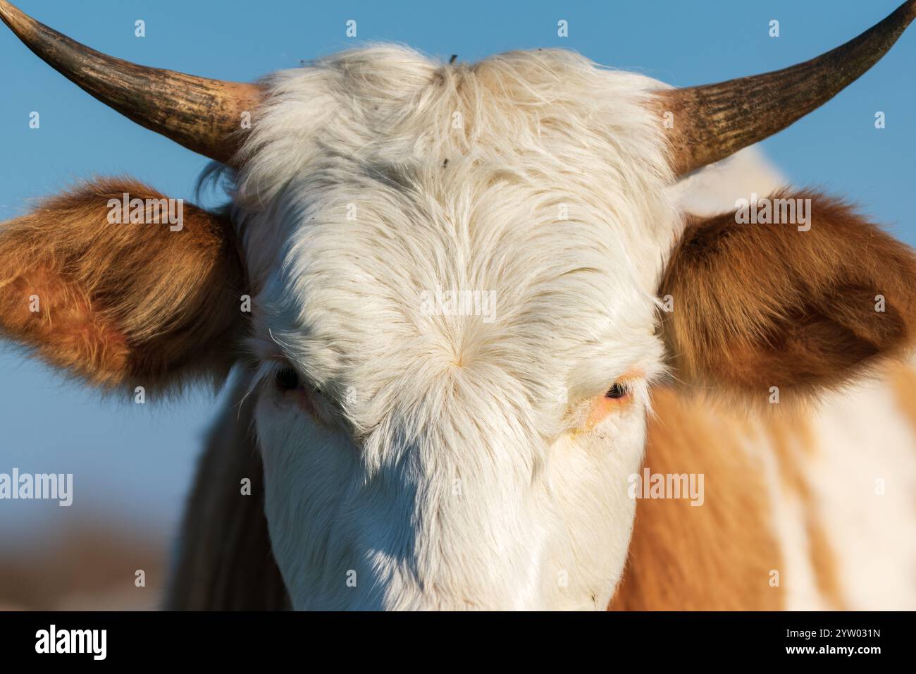 Outdoor portrait of cow, front view of hairy cow head with pointy horns ...