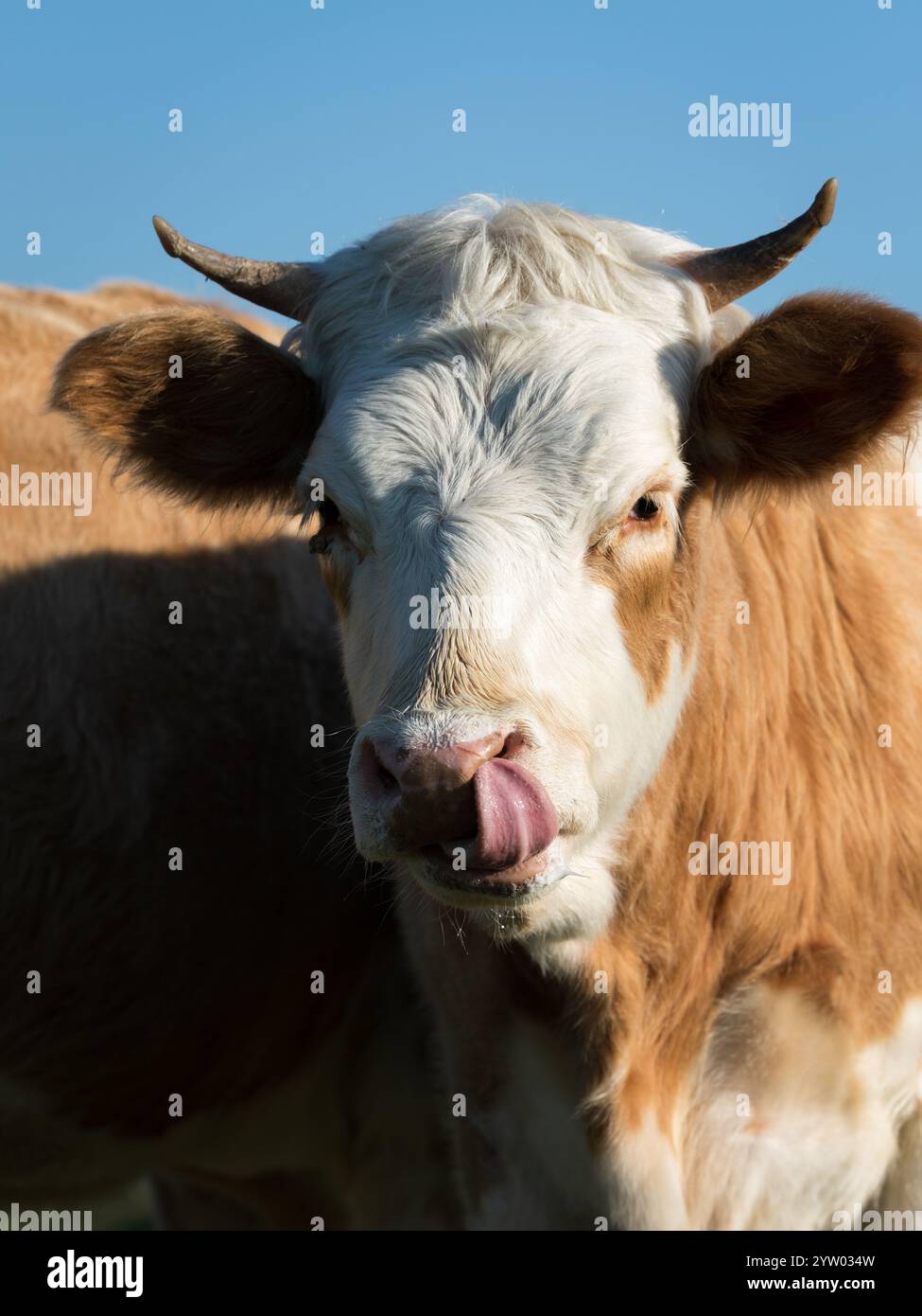 Female tongue lick hi-res stock photography and images - Alamy