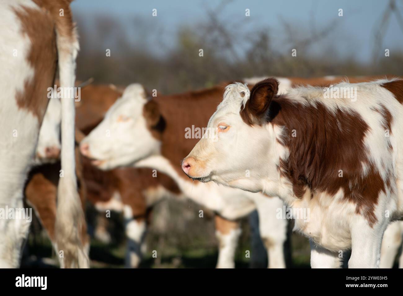 Selective focus closeup of calf head in herd, side view of calf's head ...