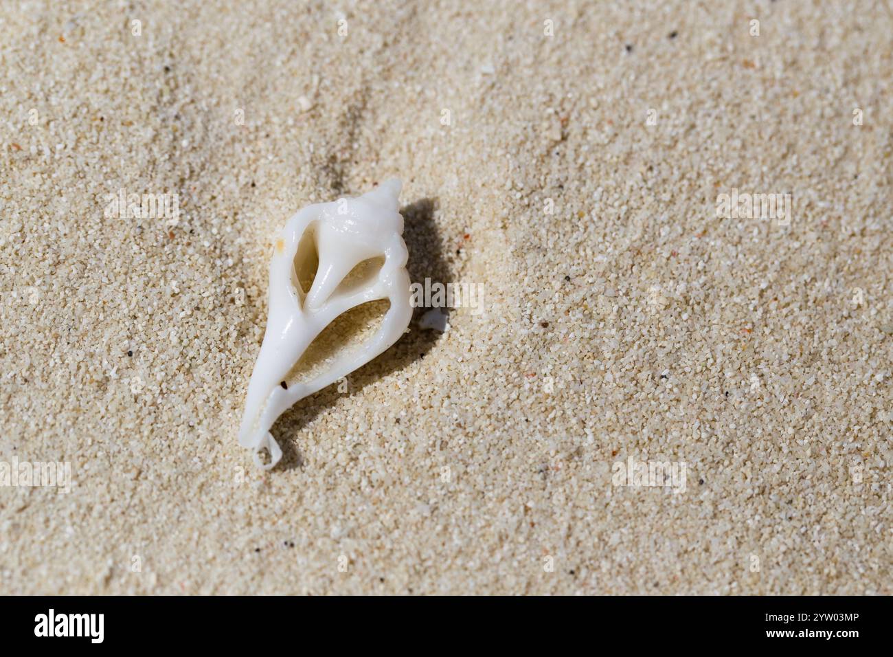 Seashell and coral beach Stock Photo - Alamy