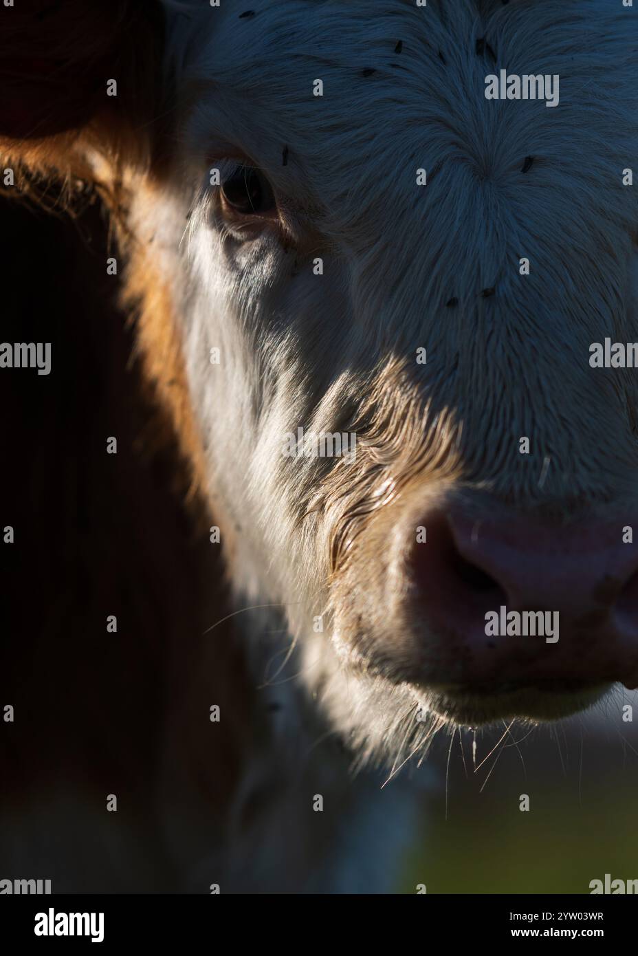 Selective focus close up of calf head with beggarticks seed on forehead ...