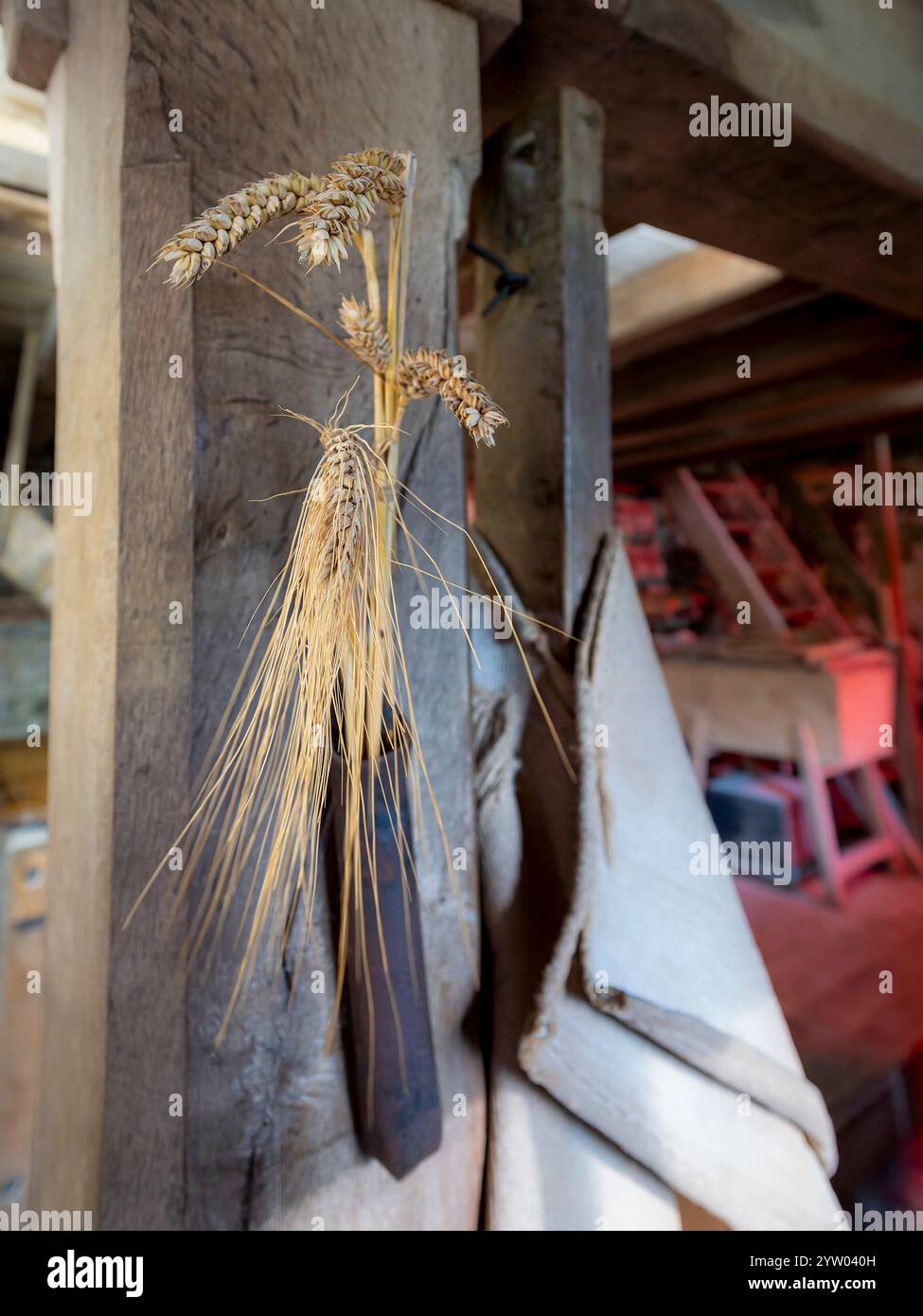 An ear of wheat in s traditional mill Stock Photo - Alamy