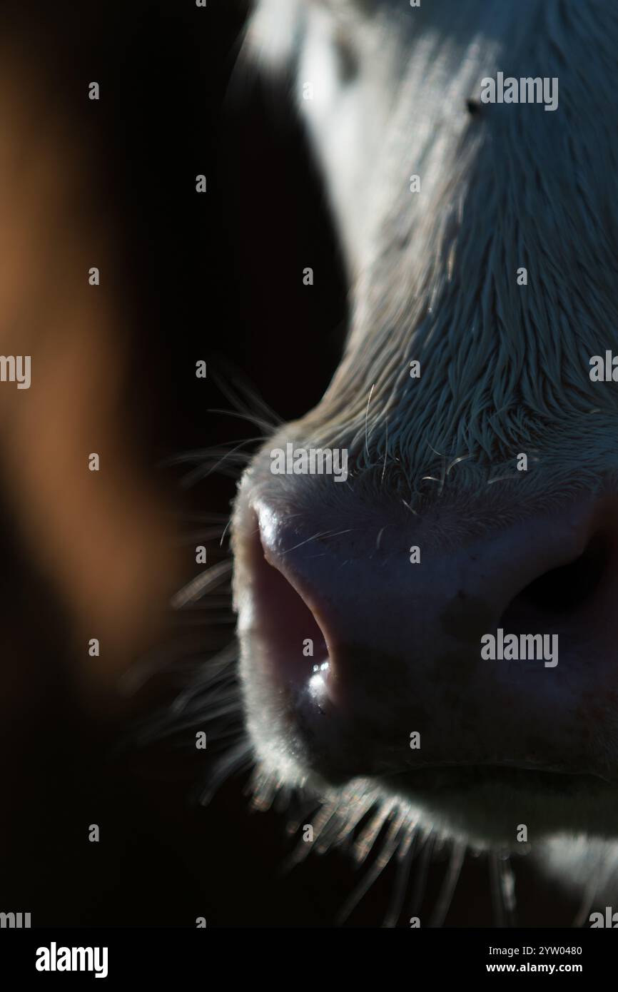 Selective focus of cows muzzle or nose closeup with side light during ...