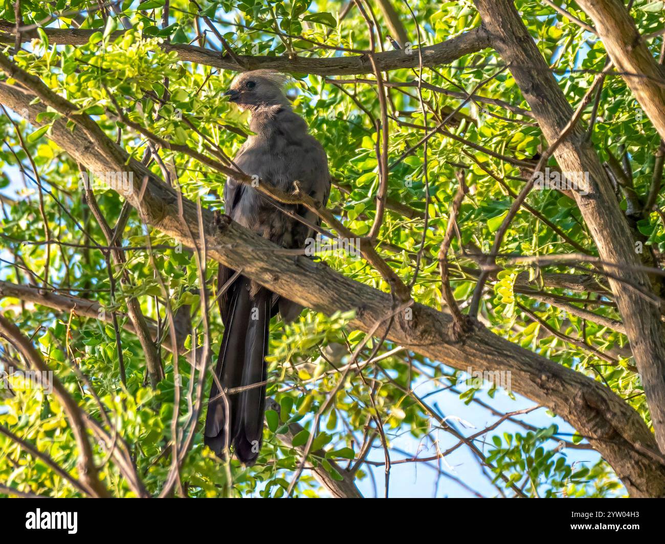 Gray noise bird (Crinifer concolor) in Mahanga National Park. Mahanga ...