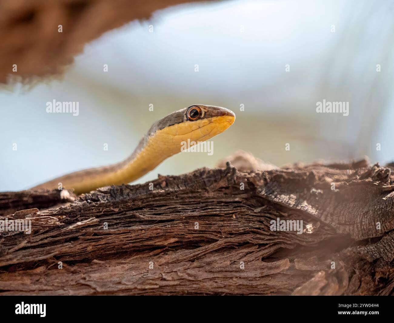 Head of a Yellow-bellied Sand Snake (Psammophis subtaeniatus) in ...
