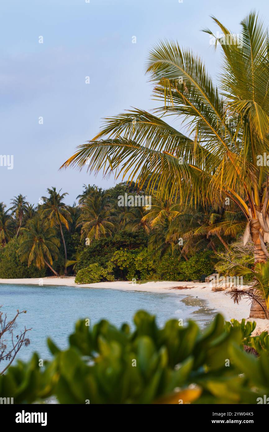 Palm tree in Maldives Stock Photo - Alamy