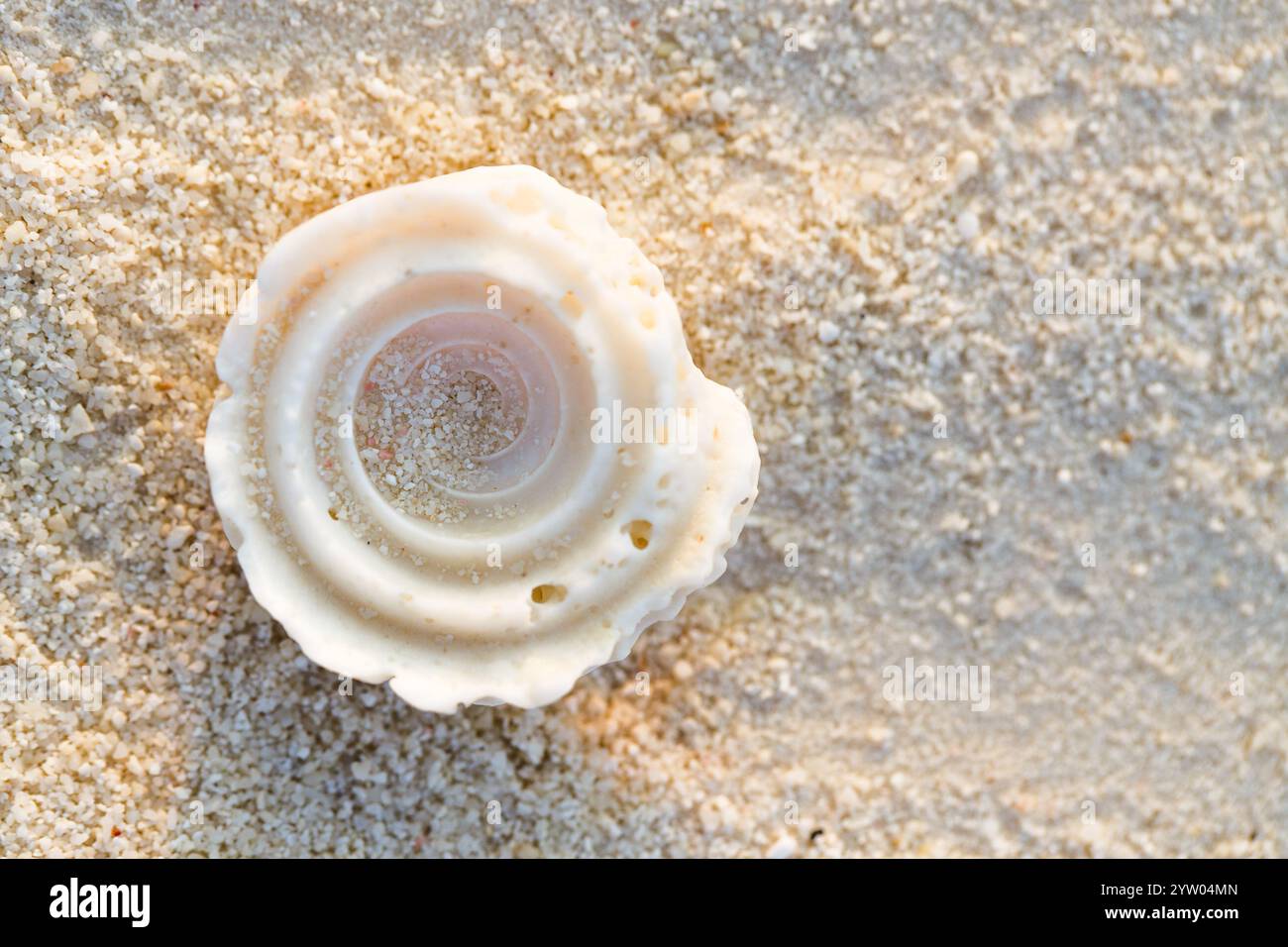 Seashell and coral beach Stock Photo - Alamy
