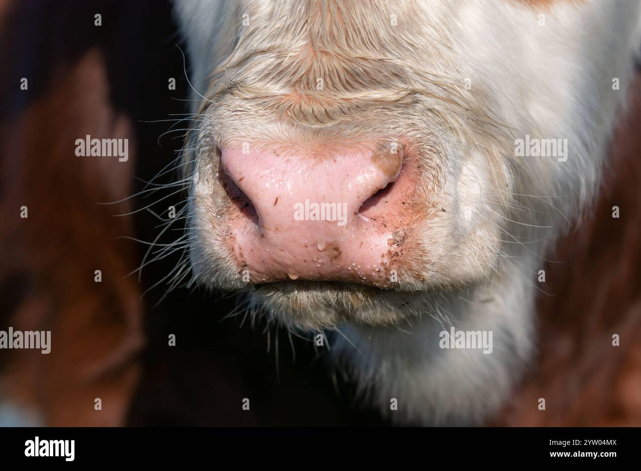 Cow nose with few drops of mucus closeup, front view of wet cow's ...